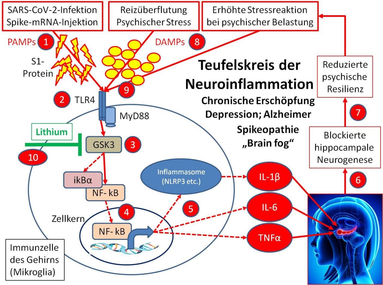 Lithium » Michael Nehls